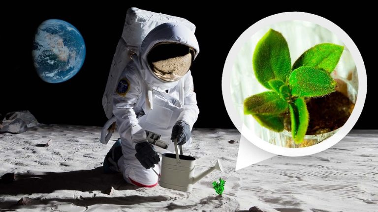 Lunar Agriculture: The Science Behind Growing Plants on the Moon